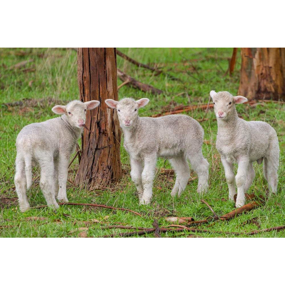 Sheep - Merino Lamb - Collecta – Country Toys Australia