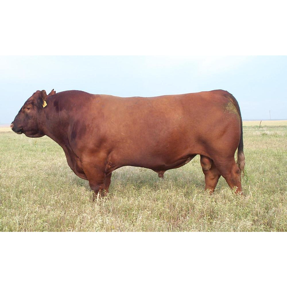 Cattle - Red Angus Bull - Collecta – Country Toys Australia