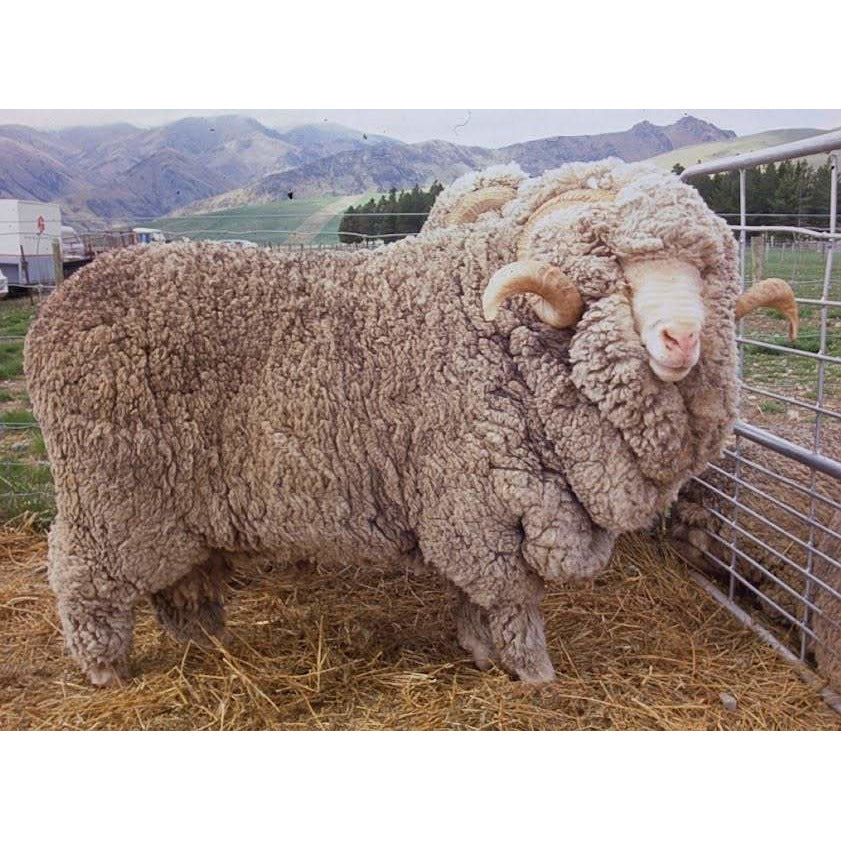 Sheep - Merino Ram - Schleich – Country Toys Australia