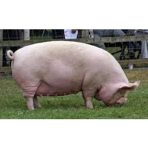 Pigs - Sow - Collecta – Country Toys Australia